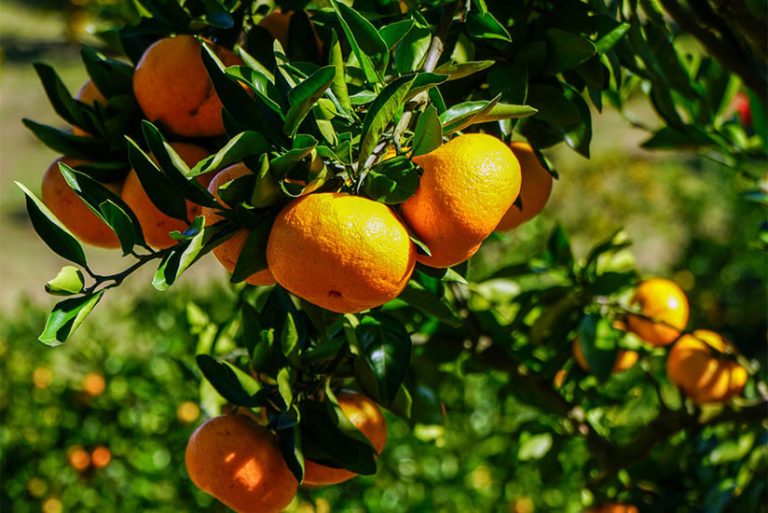 Fruits That Start With A {Juicy & Incredibly Healthy!} - Simple Green Moms