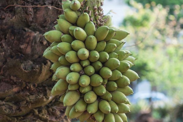 35 Fruits That Start With B {Juicy & Nutritious!} - Simple Green Moms