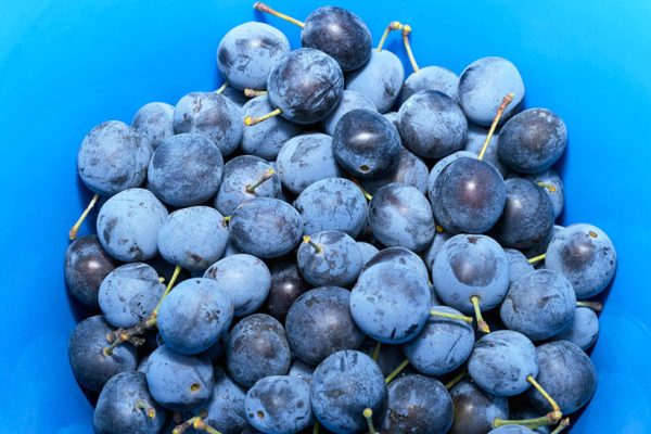 25 Fruits That Start With G {Juicy & Nutritious!} - Simple Green Moms