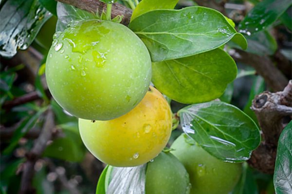 23 Fruits that Start with K {Sweet & Delicious!} - Simple Green Moms