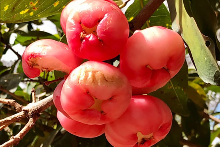 25 Fruits That Start With W {Mouthwatering & Tasty!} - SimpleGreenMoms