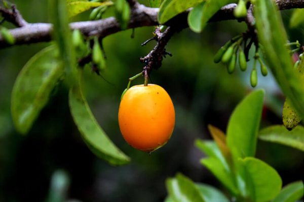 5 Fruits That Start With X {Tasty & Vibrant!} - Simple Green Moms