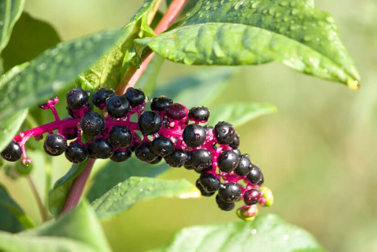 27 Vegetables that Start with P {Healthy & Delicious!} - SimpleGreenMoms