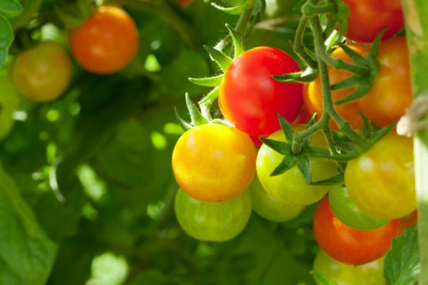 25 Vegetables that Start with T {Delicious & Flavorful!}- SimpleGreenMoms