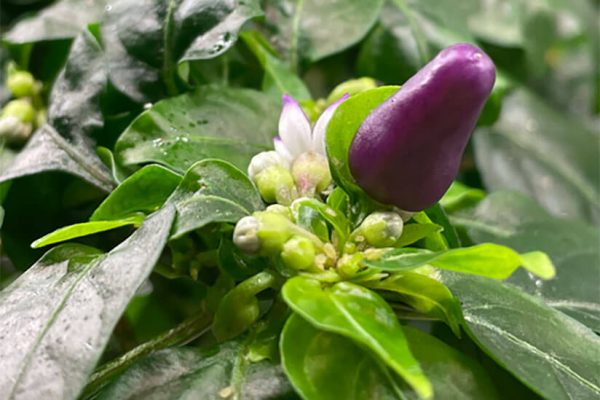 40 Blue Foods: We Love #14 {Amazingly Delicious!} - SimpleGreenMoms