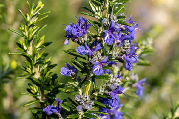 40 Blue Foods: We Love #14 {Amazingly Delicious!} - SimpleGreenMoms